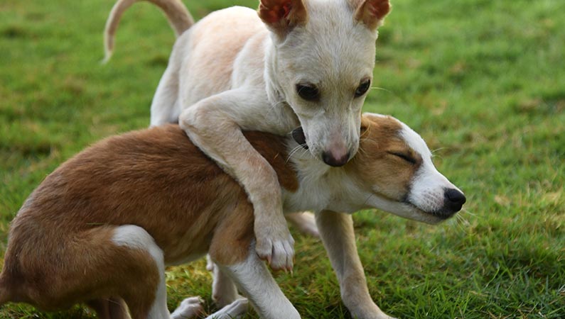 iAdopt | Finding Pets their Forever Homes